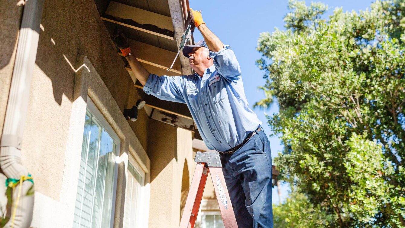 Preparing Your Home Exterior for Spring Pest Control Major League Pest
