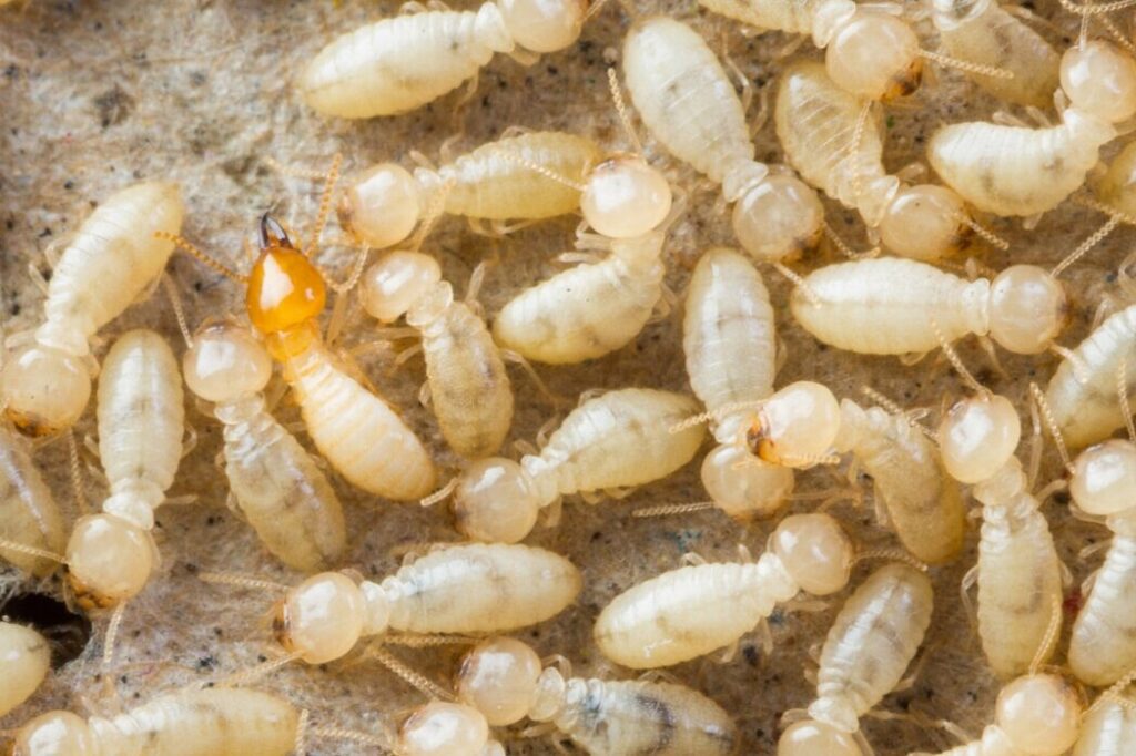 How Dry Rot and Termite Damage Go Hand in Hand Major League Pest